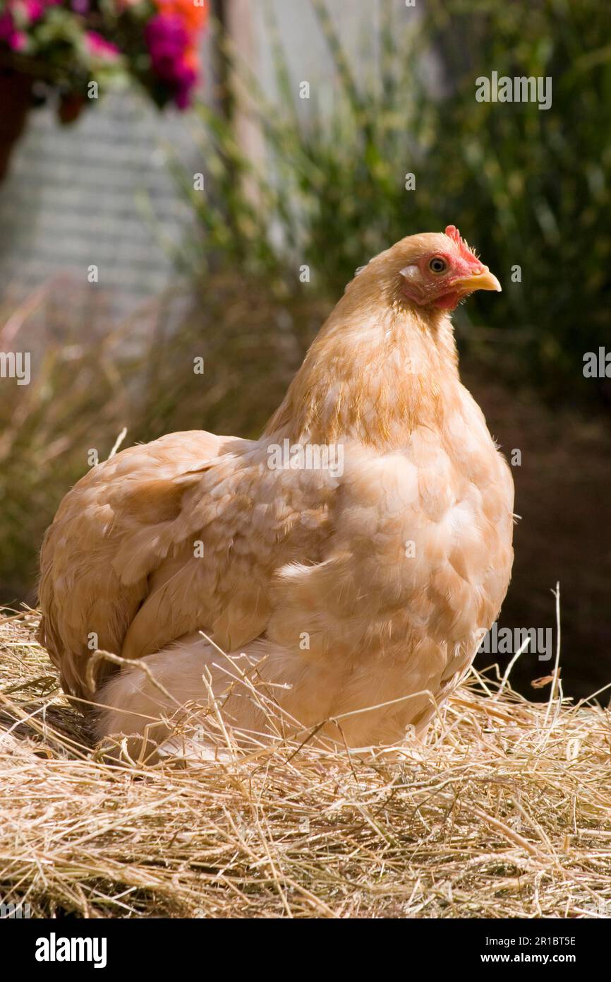 Poules de races Banque de photographies et d’images à haute résolution ...