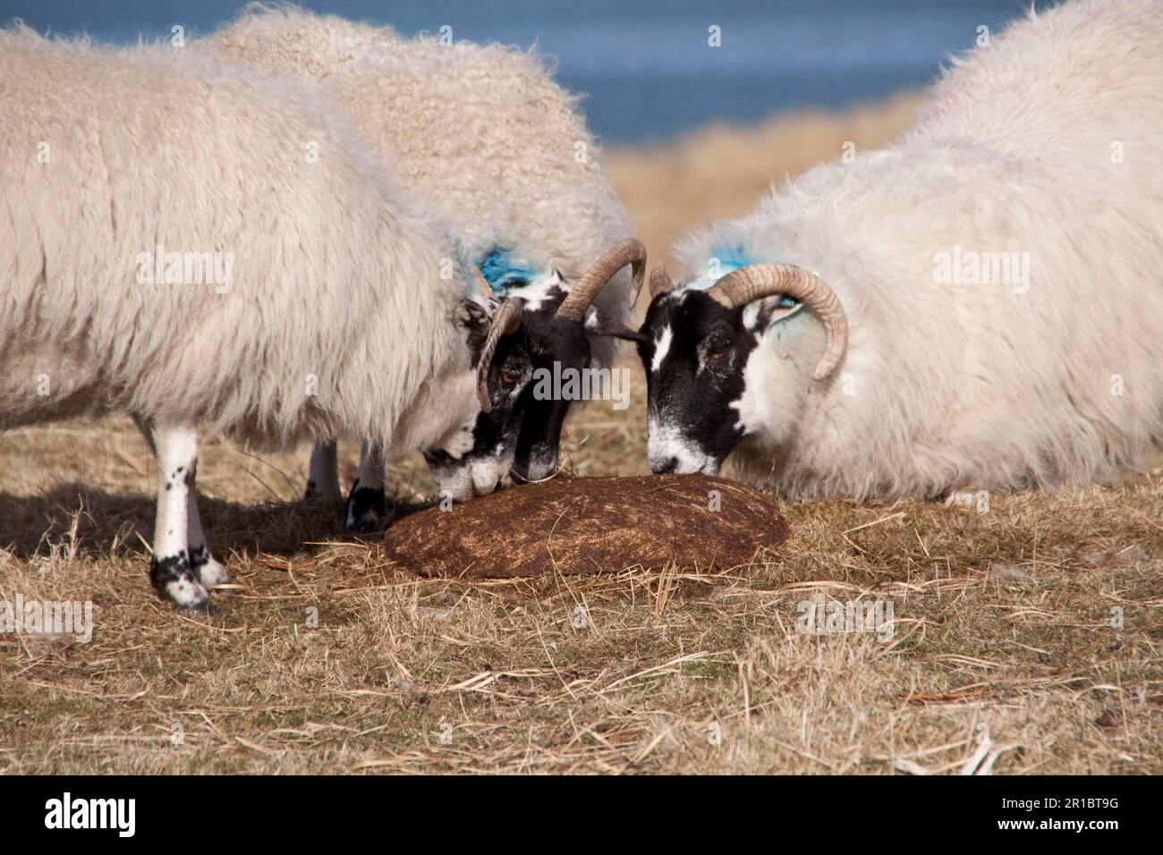Mouton écossais à face noire Banque de photographies et d’images à ...