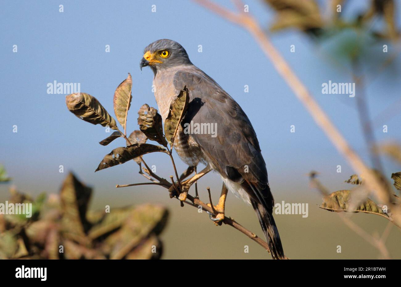 Roadside hawks Banque de photographies et d’images à haute résolution ...