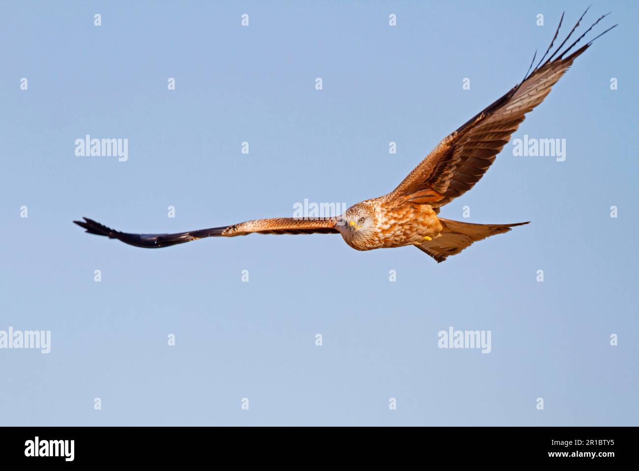 Cerf-volant rouge, cerf-volant rouge (milvus milvus), cerf-volant rouge ...