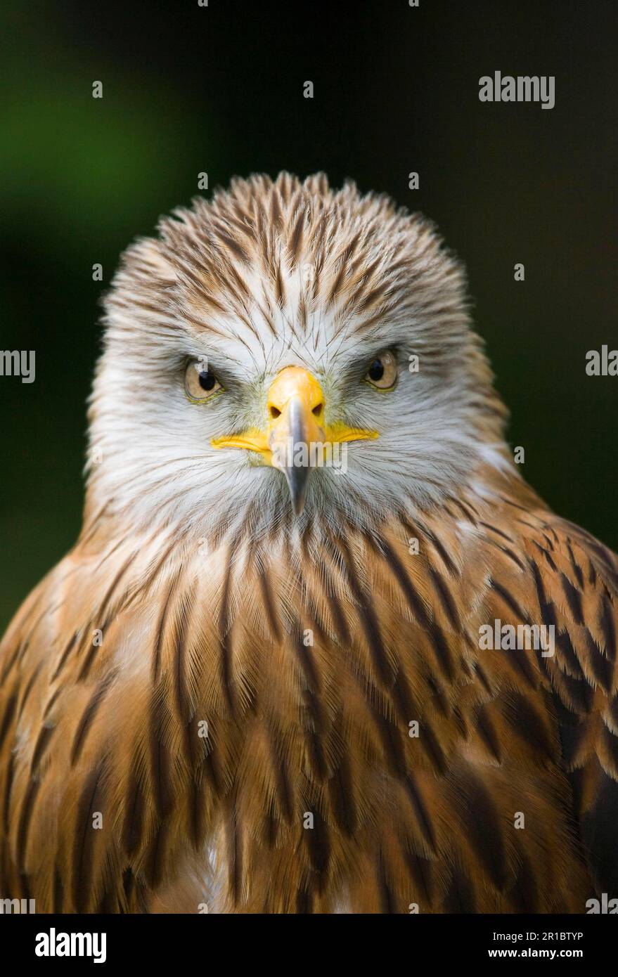 Cerf-volant rouge, cerf-volant rouge (milvus milvus), cerf-volant rouge ...