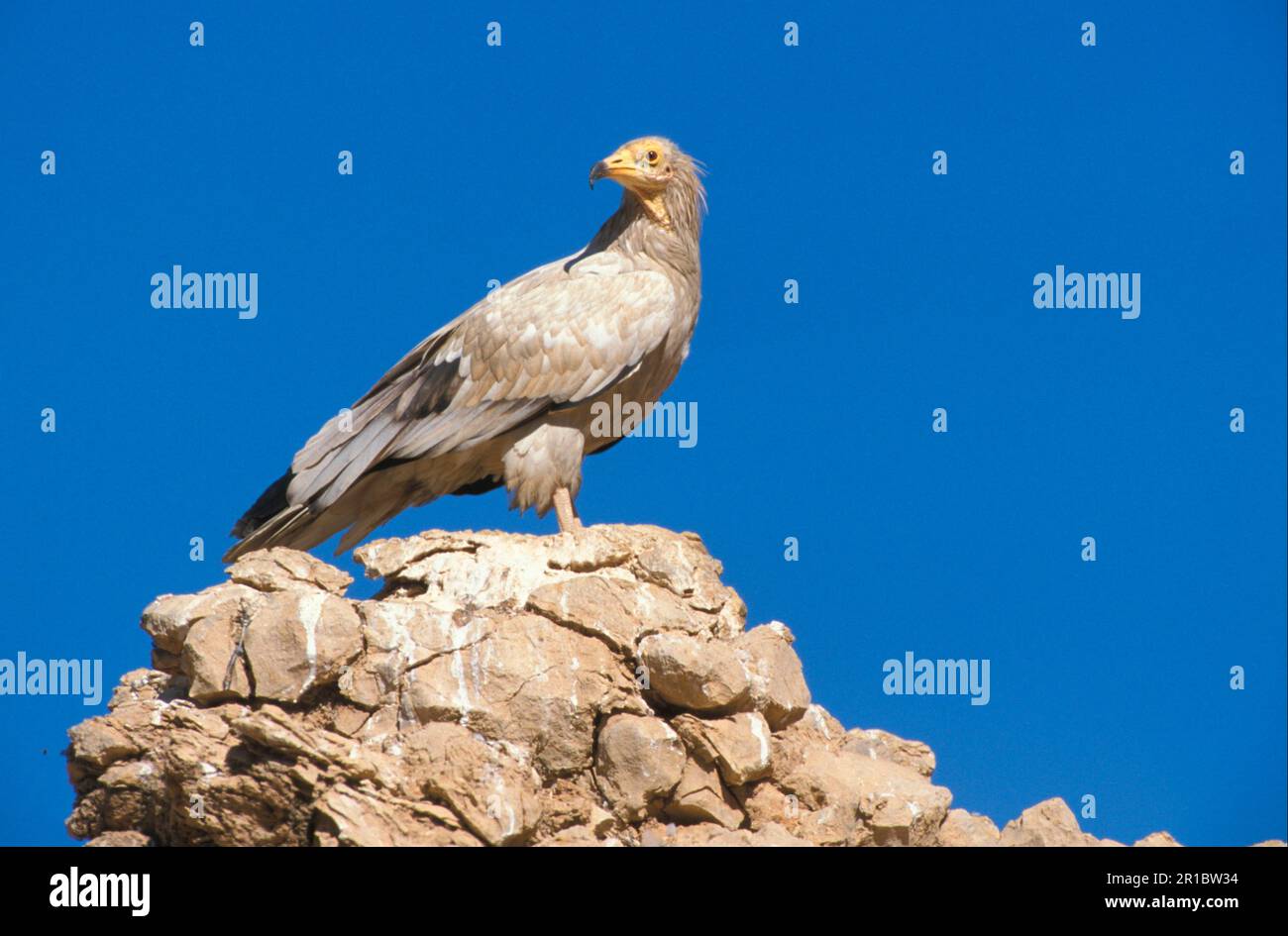 Vautour égyptien (Neophron percnopterus), Vautour, oiseaux de proie ...