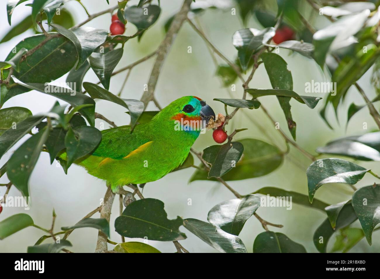 Perroquet nain Banque de photographies et d’images à haute résolution - Alamy