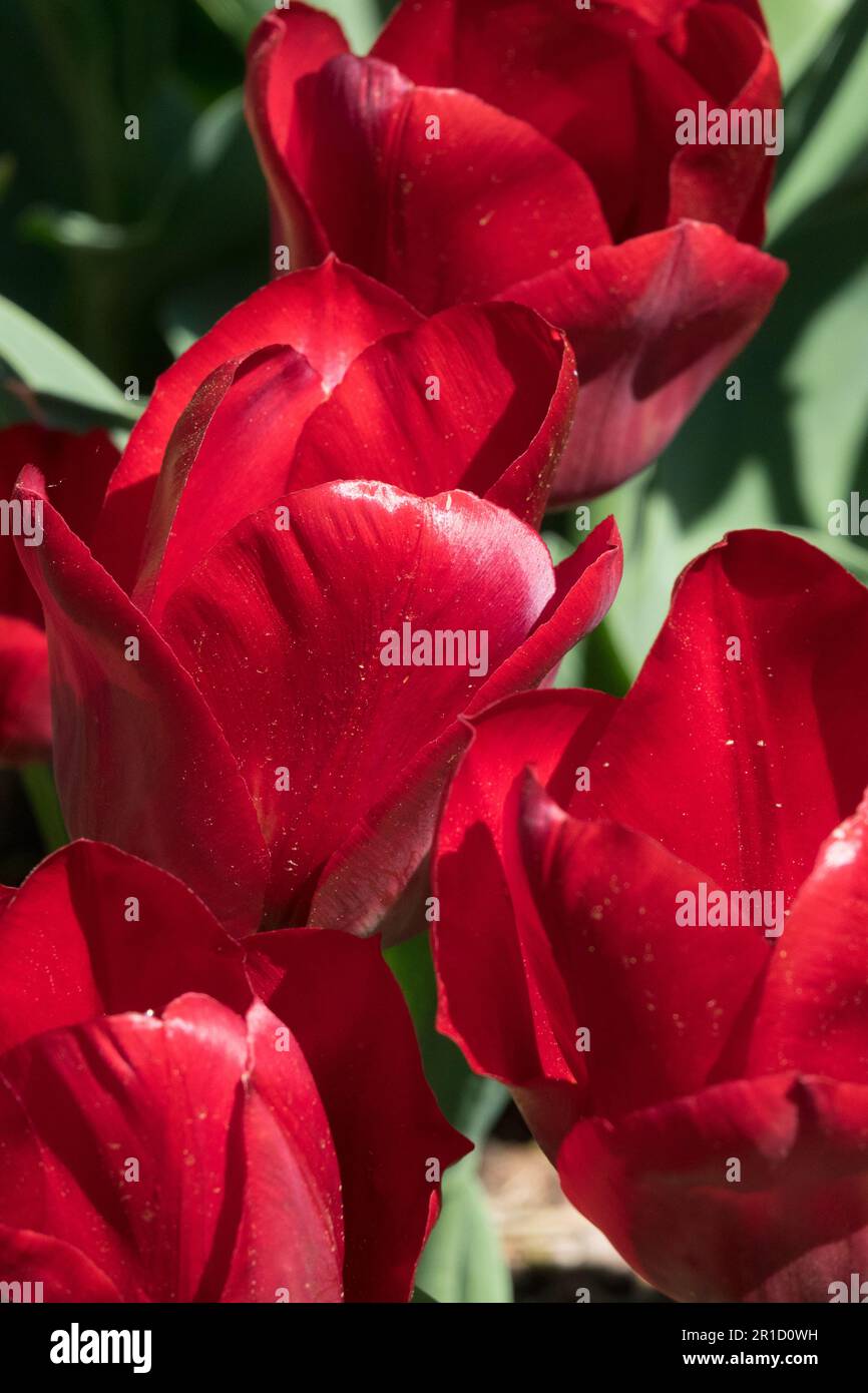 Tulipe pallada Banque de photographies et d’images à haute résolution ...