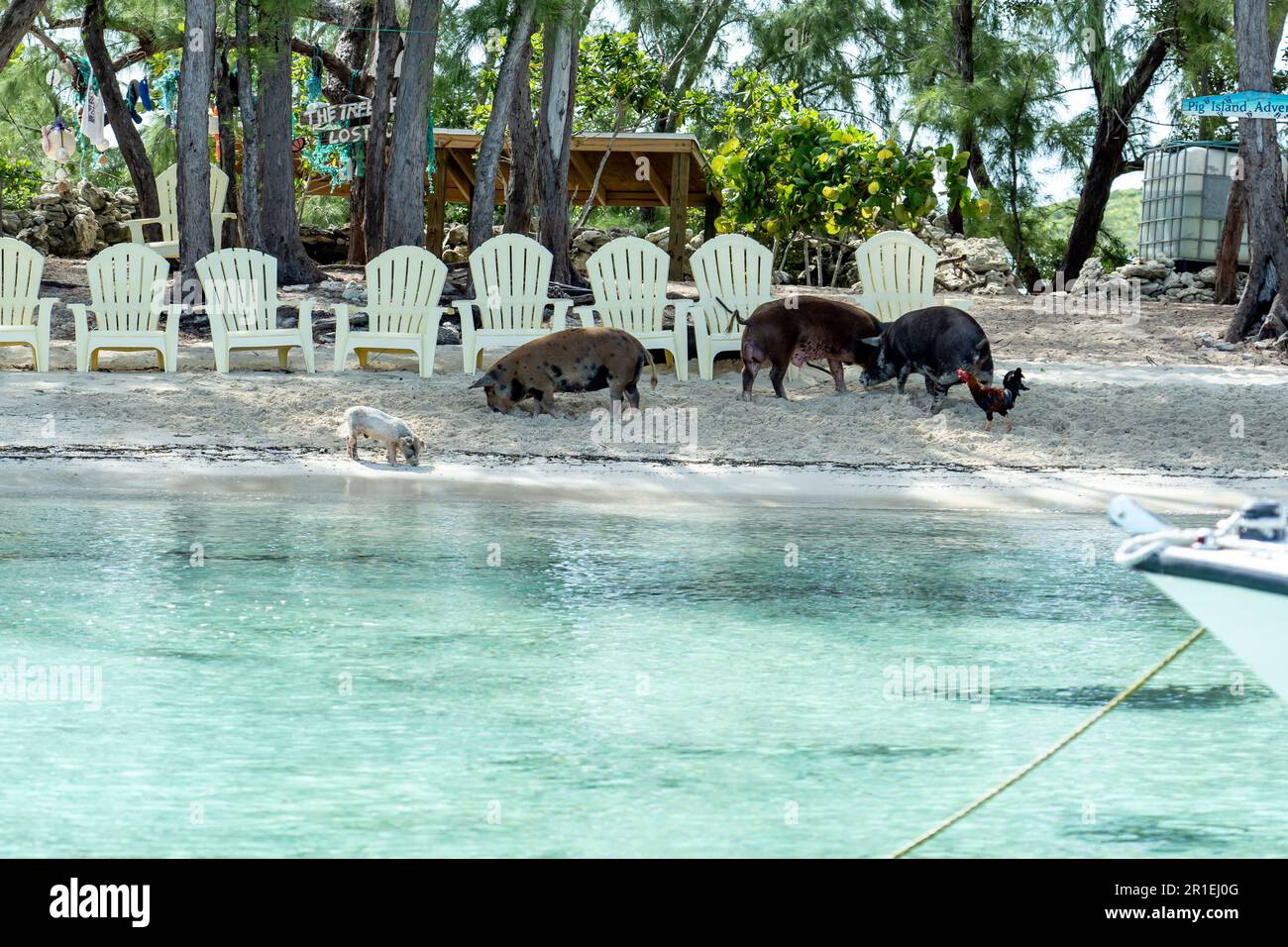 Wild pigs bahamas Banque de photographies et d’images à haute ...