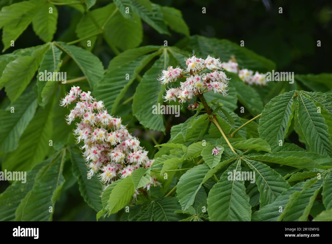 Aesculus hippocastanum fleur Banque de photographies et d’images à ...
