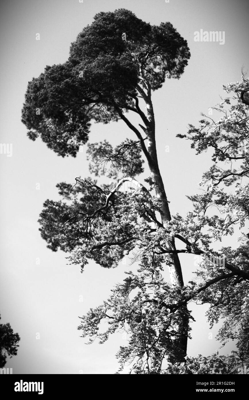 Arbres et feuilles Banque d'images noir et blanc - Alamy