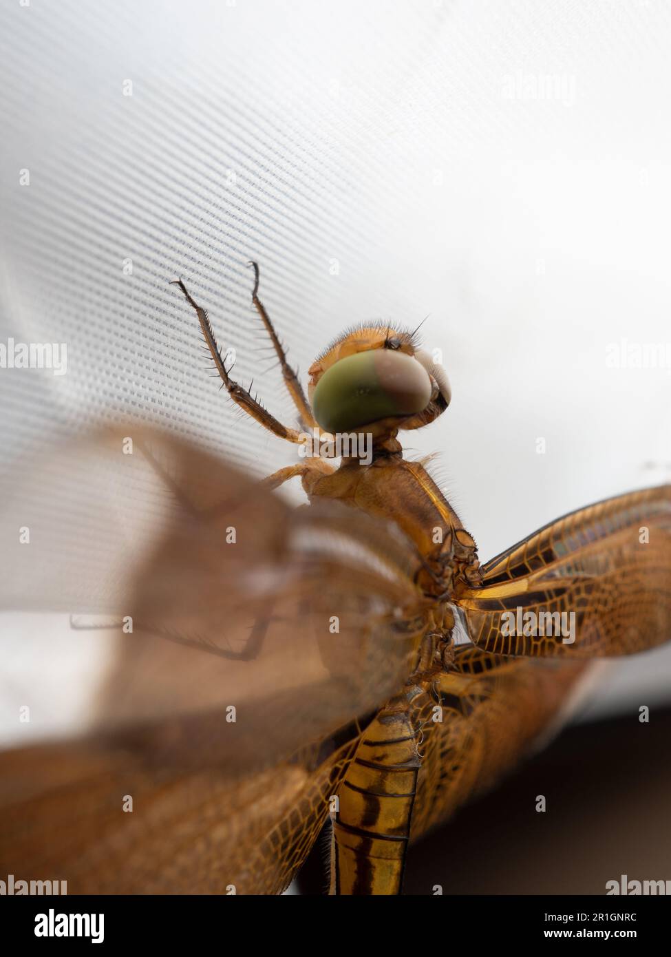 Gros plan de la pousse d'une libellule brune, un insecte volant ...