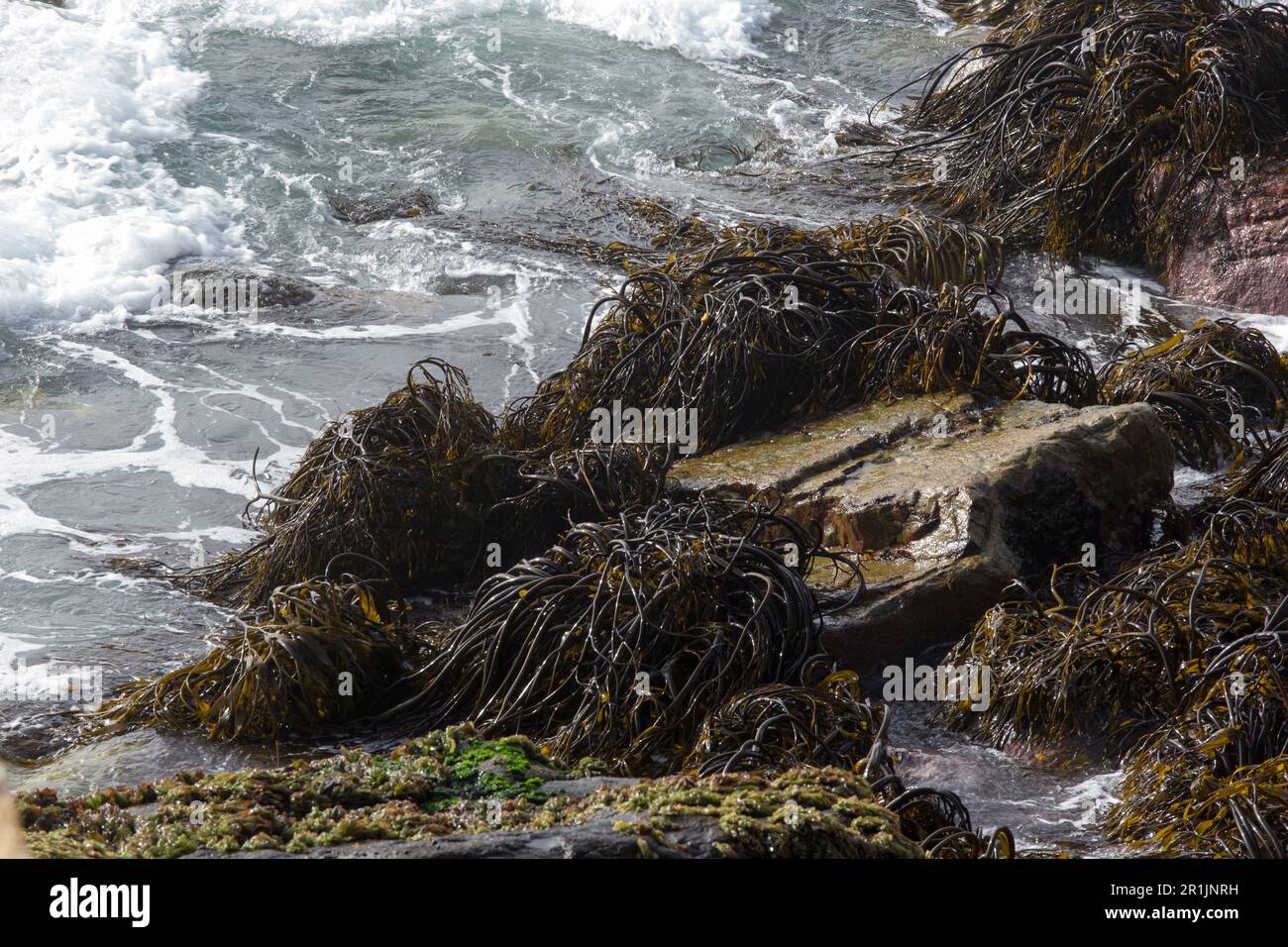 Lessonia Banque de photographies et d’images à haute résolution - Alamy