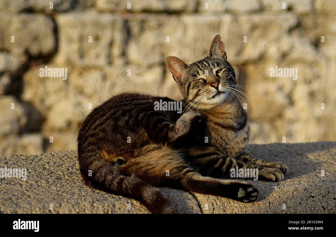 Le chat a fermé ses yeux et veut rayer derrière l'oreille avec sa patte ...
