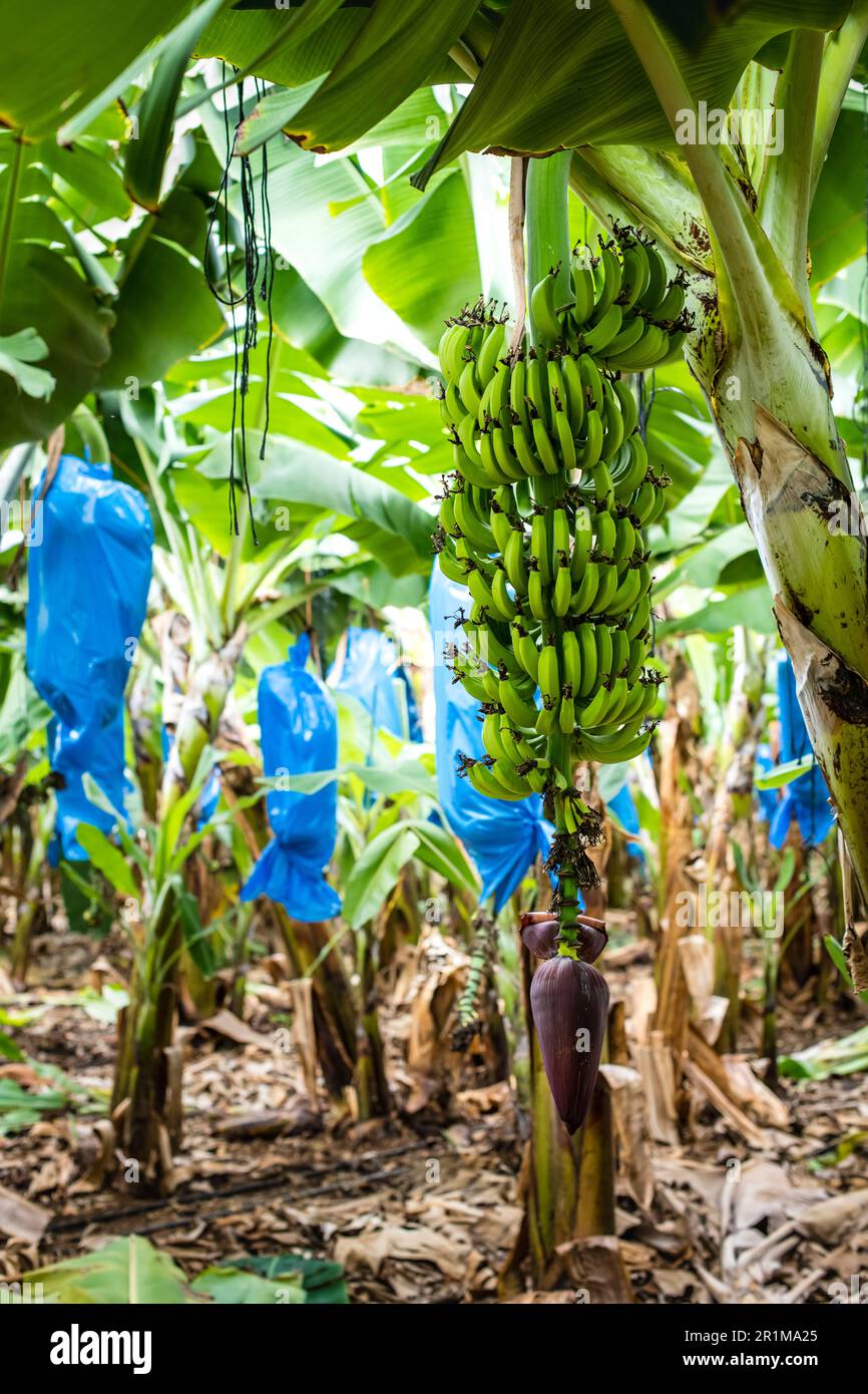 Une culture de bananes (Musa acuminata) en pleine croissance et ...