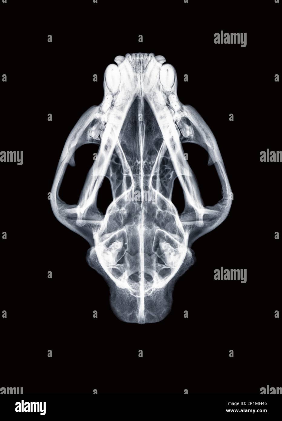 Anatomie chat crane Banque de photographies et d’images à haute ...