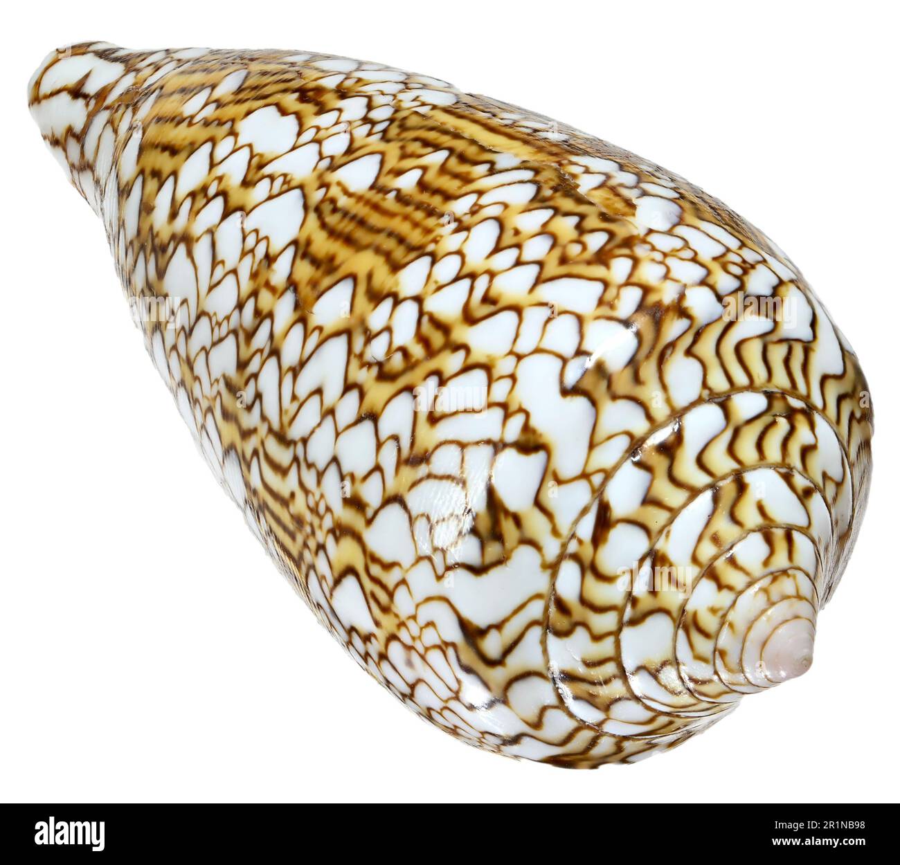 Conus textile Banque d'images détourées - Alamy