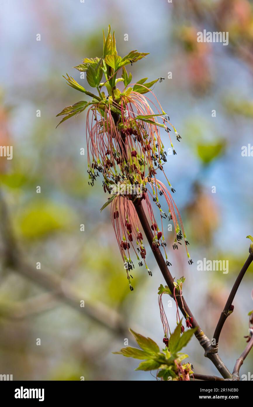 L'érable à feuilles de frêne Acer negundo fleurit au début du printemps ...