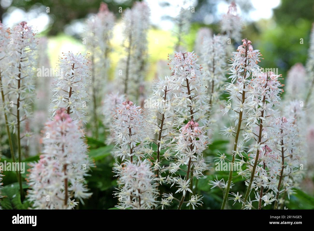 Symphonie de fleurs Banque de photographies et d’images à haute ...