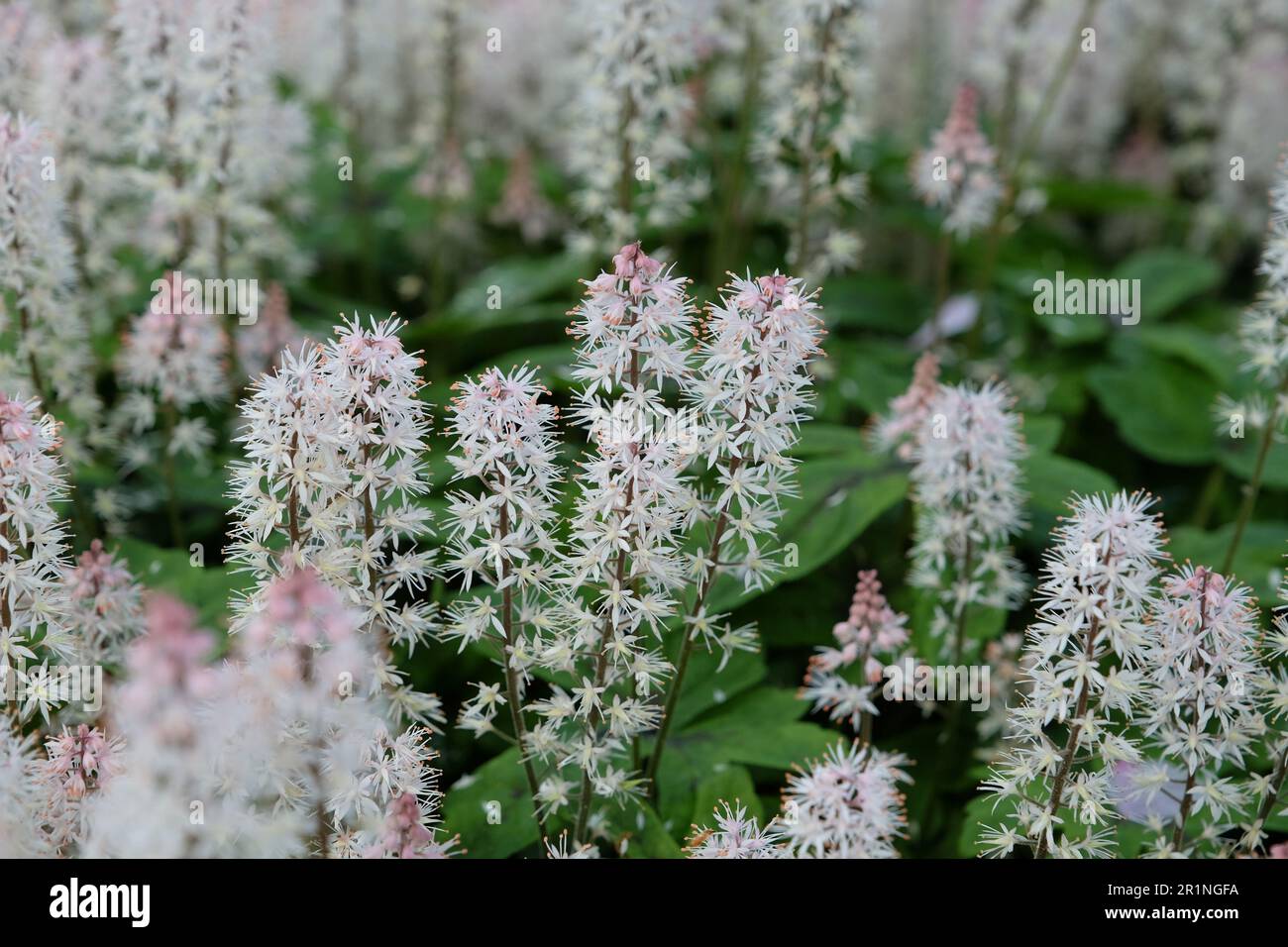 Symphonie de fleurs Banque de photographies et d’images à haute ...