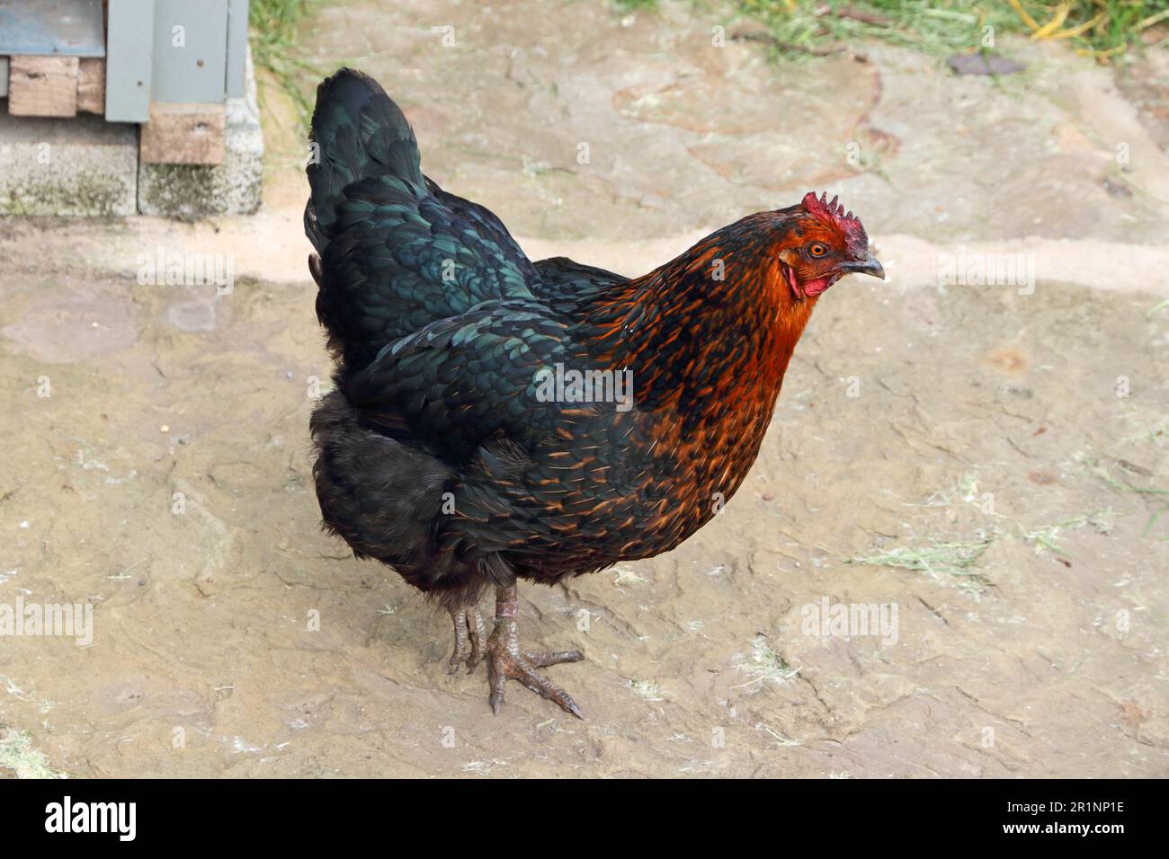 Black rock chicken Banque de photographies et d’images à haute ...