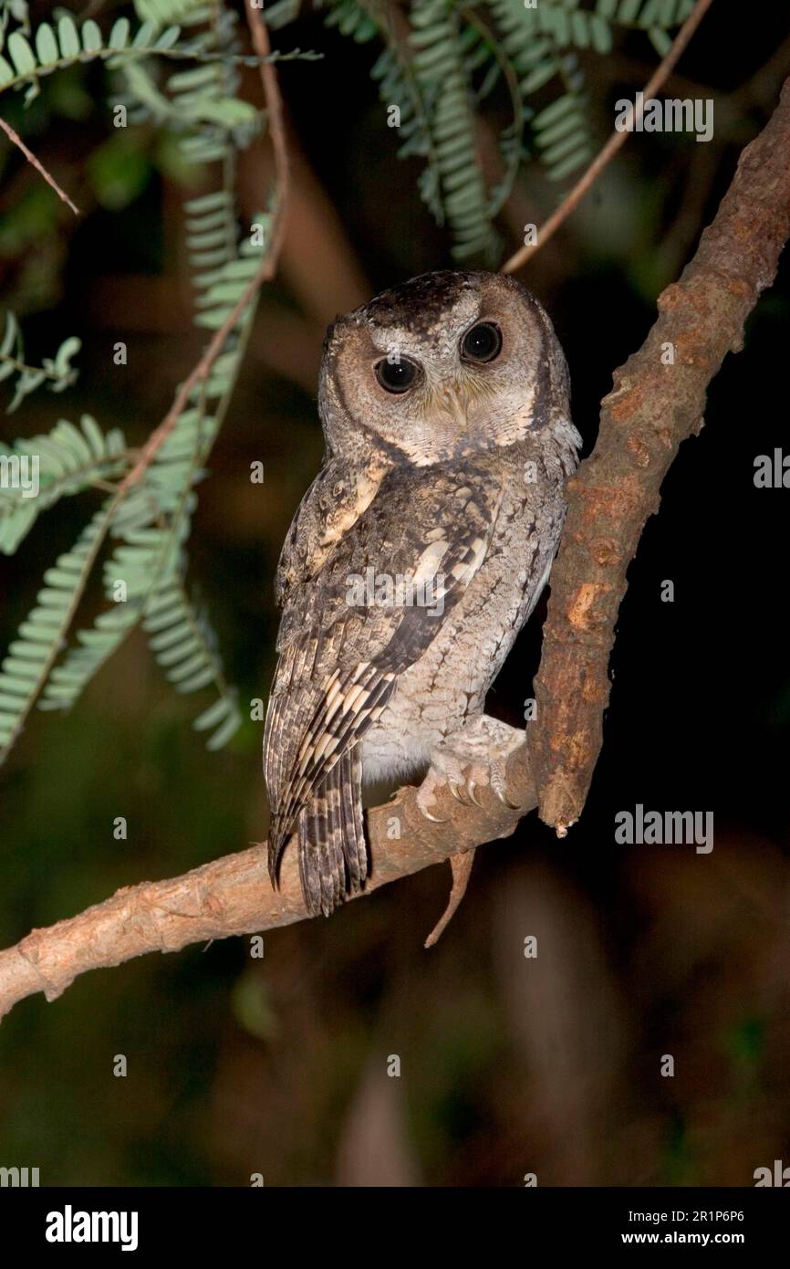 Sunda scops owl Banque de photographies et d’images à haute résolution ...