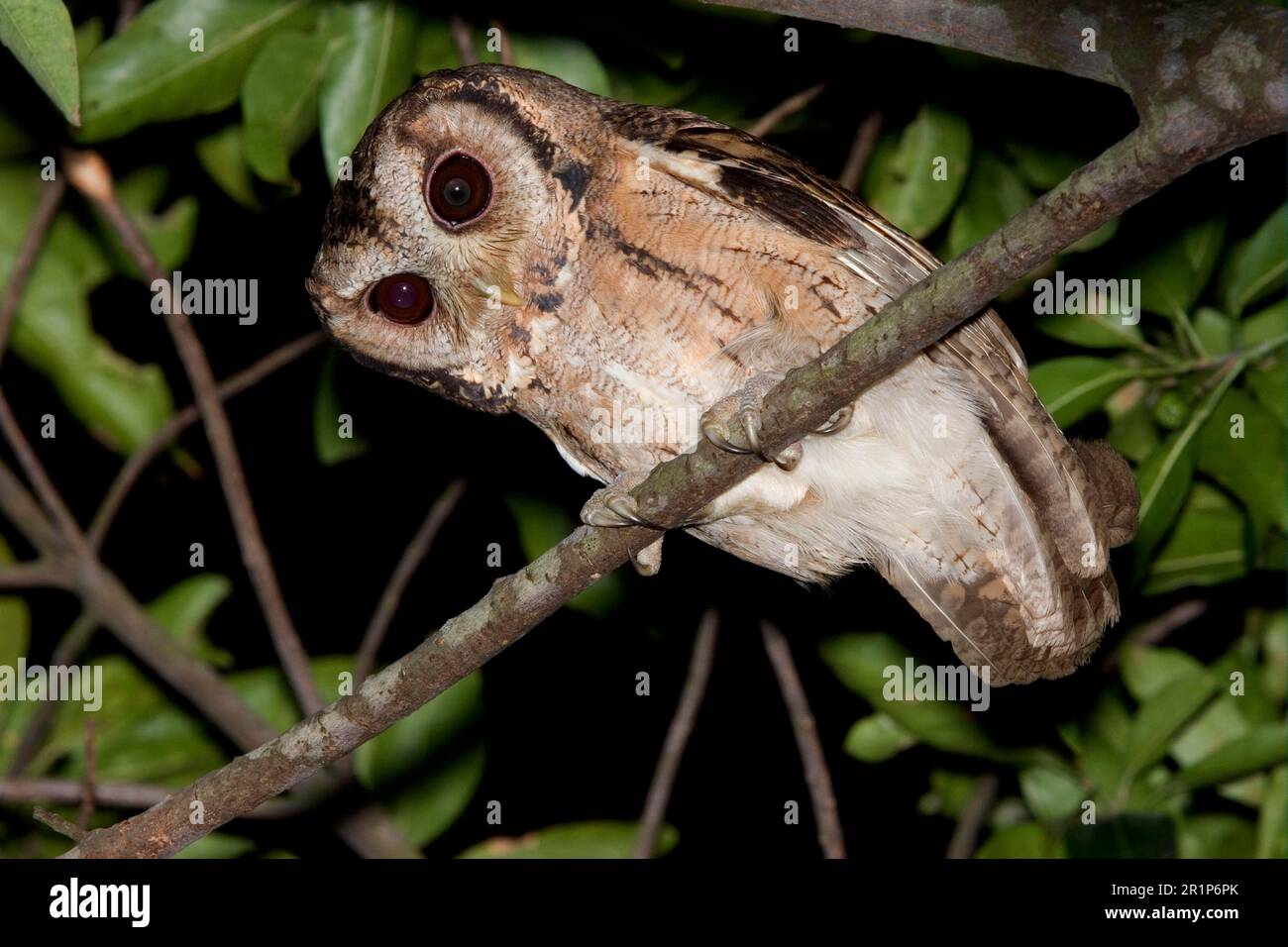 Sunda scops owl Banque de photographies et d’images à haute résolution ...