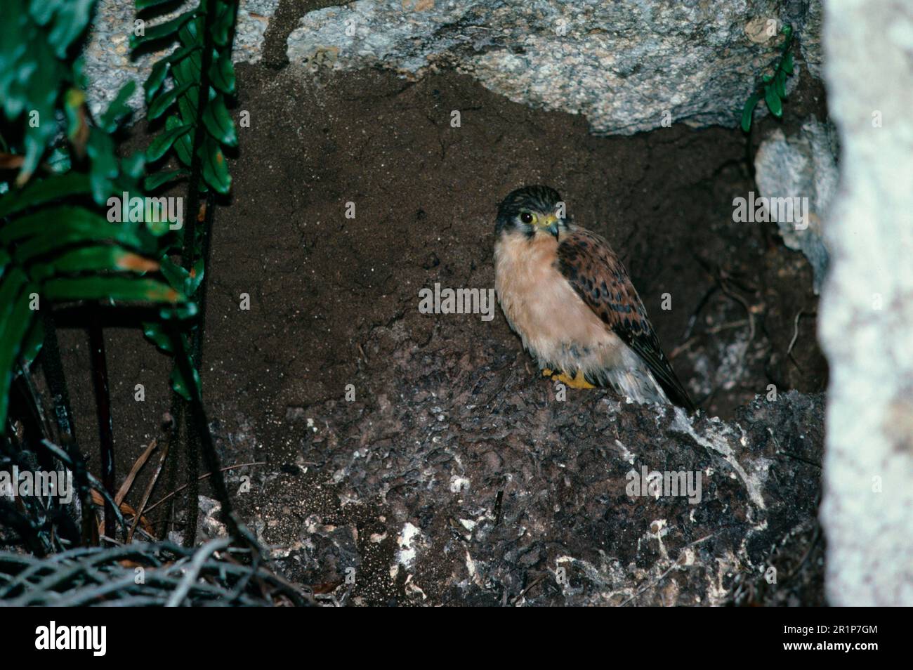 Falco araea Banque de photographies et d’images à haute résolution - Alamy