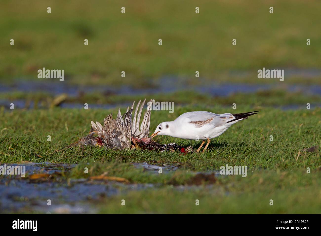 Faisan noir royaume uni Banque de photographies et d’images à haute ...