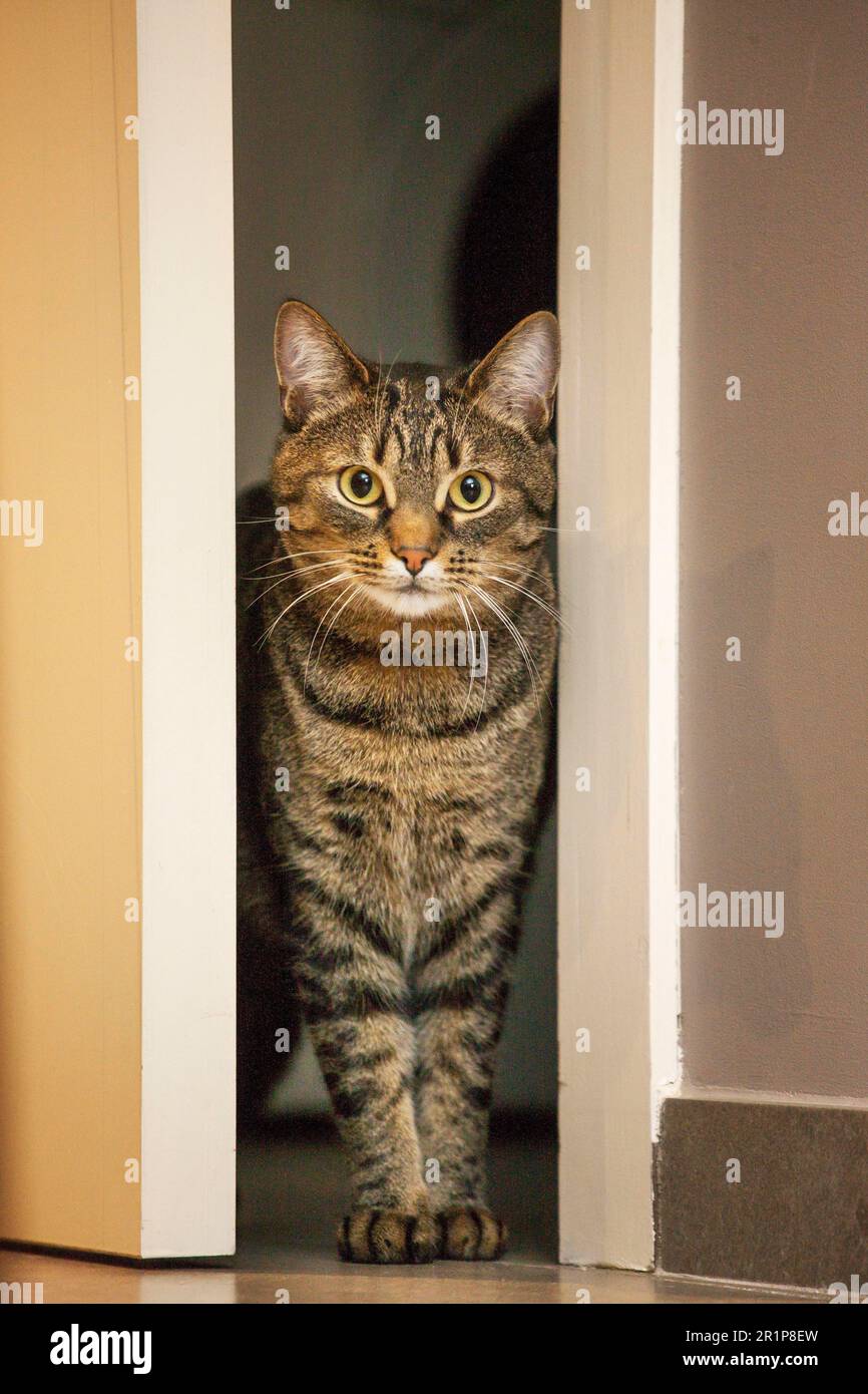 Chambre ouverte Banque de photographies et d’images à haute résolution ...