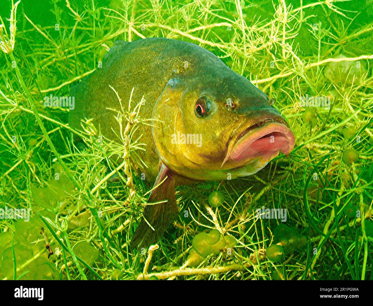 Tinca tinca Banque de photographies et d’images à haute résolution - Alamy