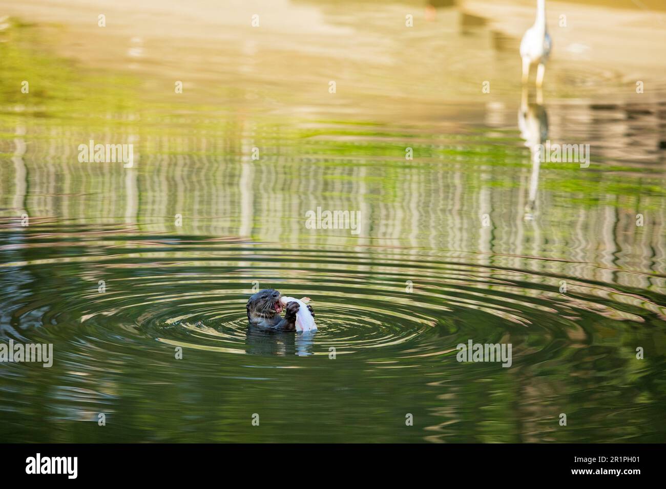 Une loutre enrobée douce mangeant un poisson dans une rivière urbaine ...