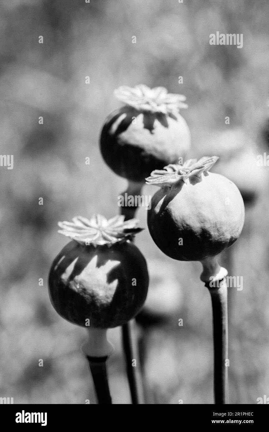 Capsules de graines vertes Banque d'images noir et blanc - Alamy