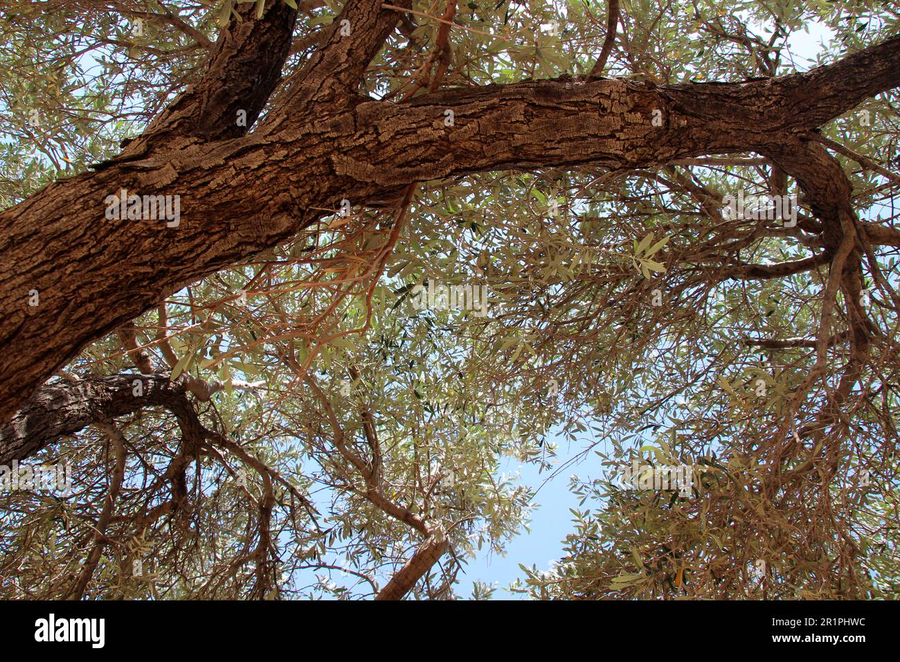 Olive tree in backlight Banque de photographies et d’images à haute ...