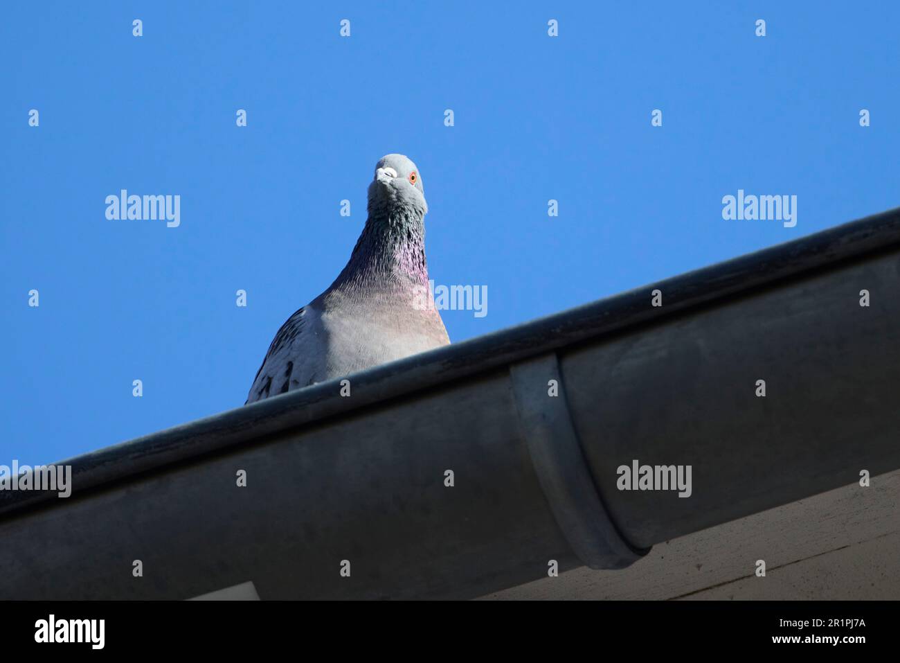 Pigeon roof Banque de photographies et d’images à haute résolution - Alamy
