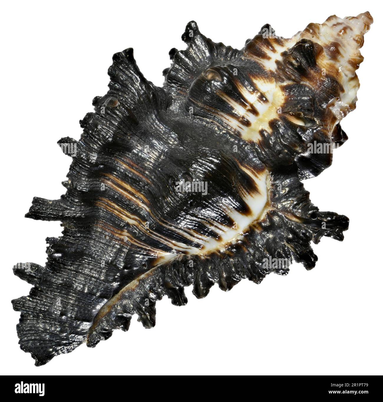 Murex mollusc shell Banque de photographies et d’images à haute résolution - Alamy