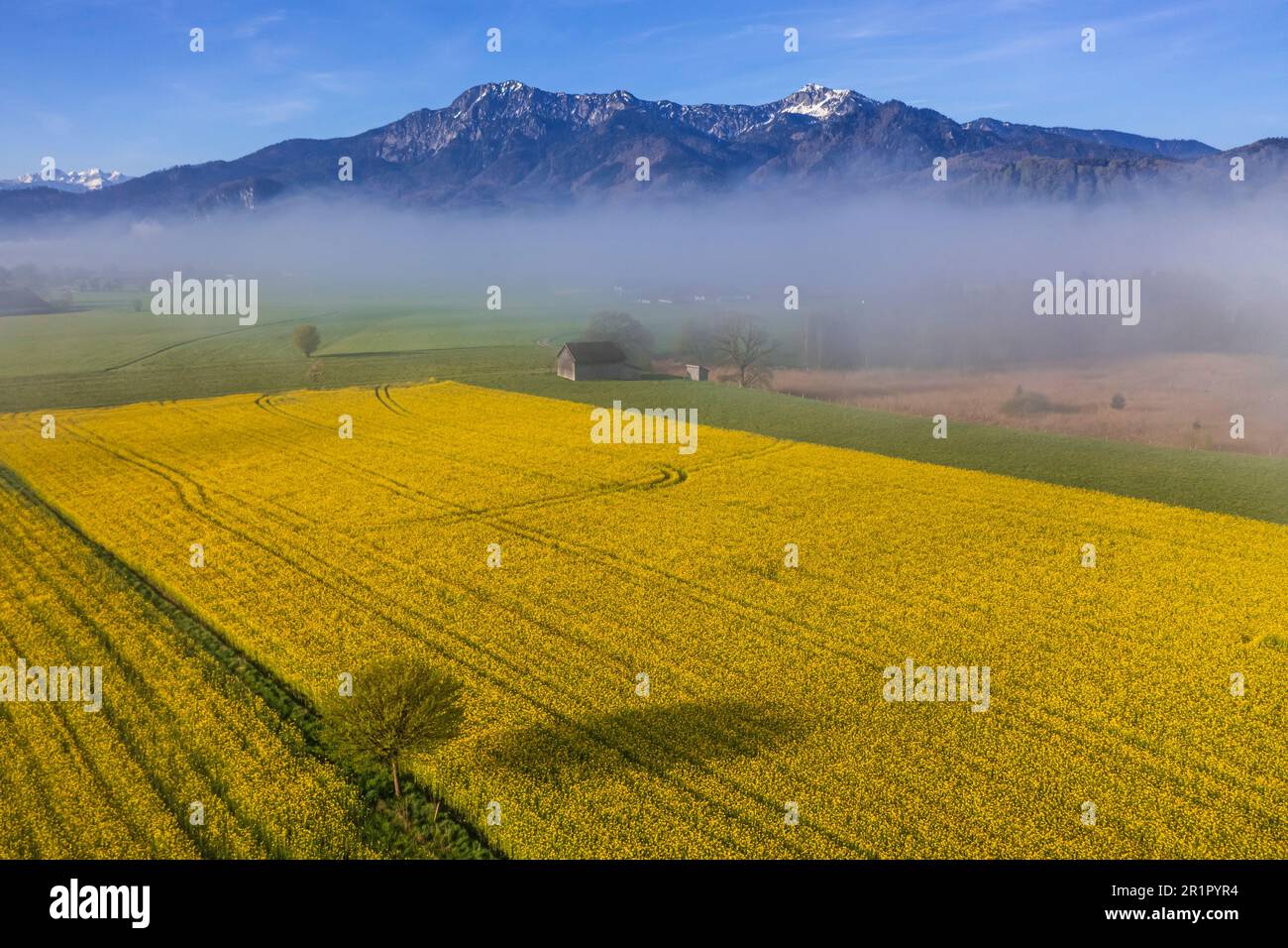 Champ de colza vue aérienne au printemps Banque de photographies et d ...