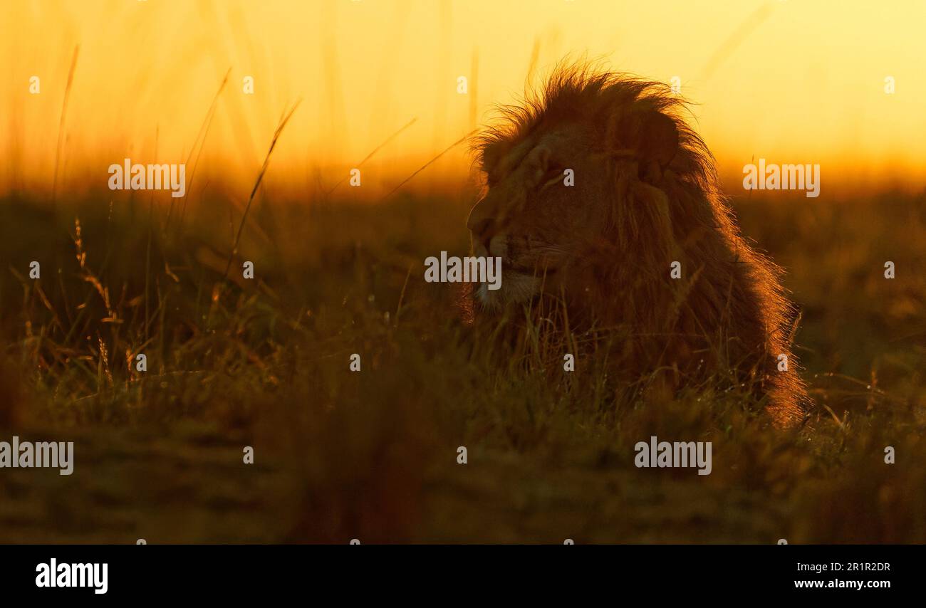 Lionne au lever du soleil Banque de photographies et d’images à haute ...