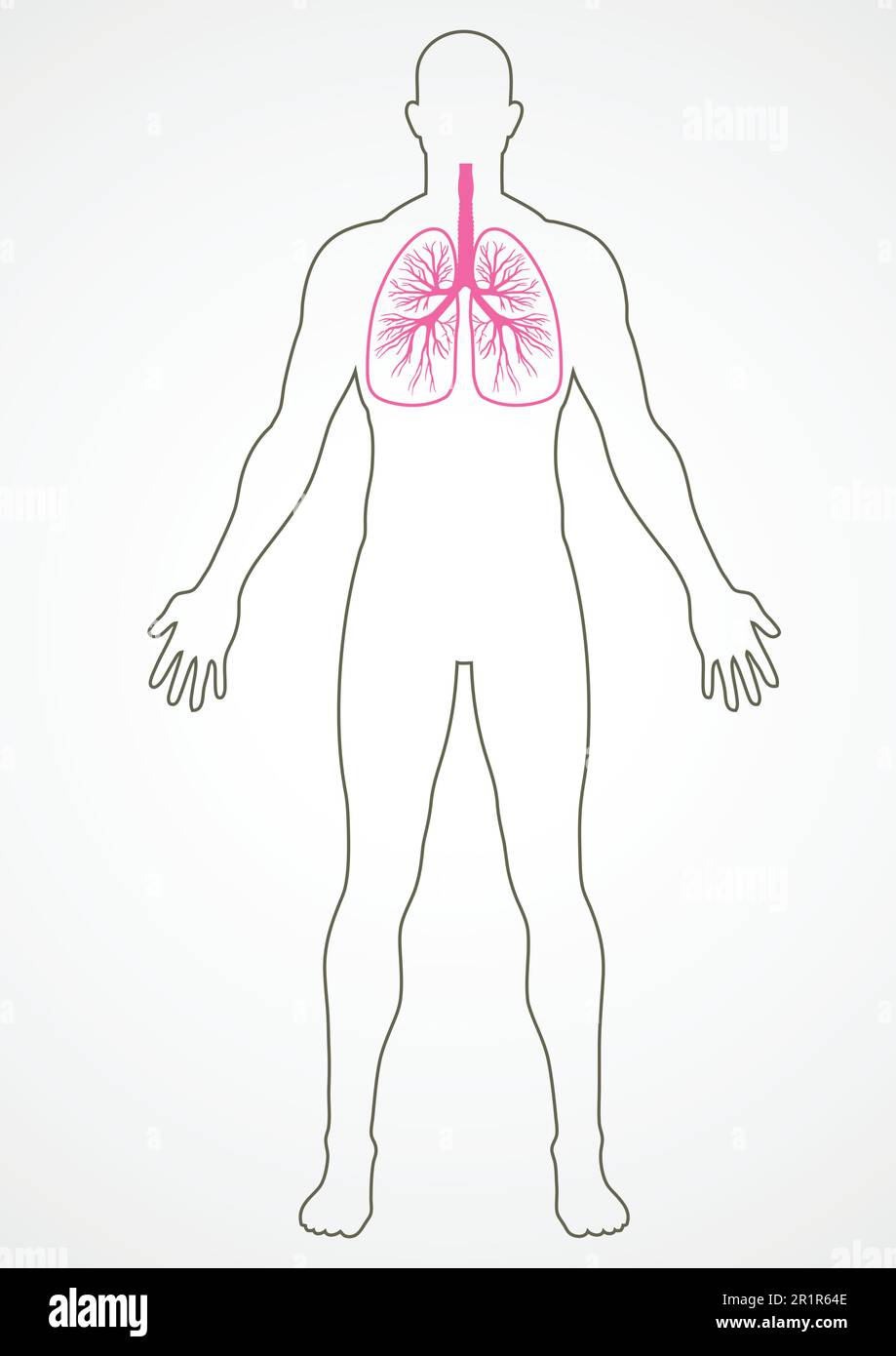 Organe interne Banque d'images vectorielles - Alamy