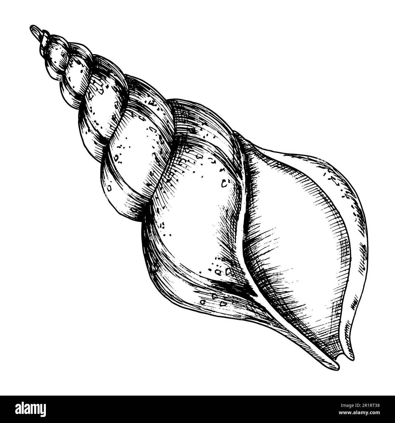 Seashell sur fond isolé. Illustration vectorielle dessinée à la main de ...