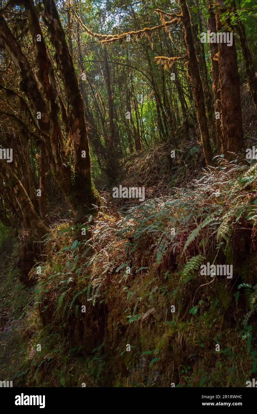 Fern part sur la route de trekking à travers la forêt dense vers le ...