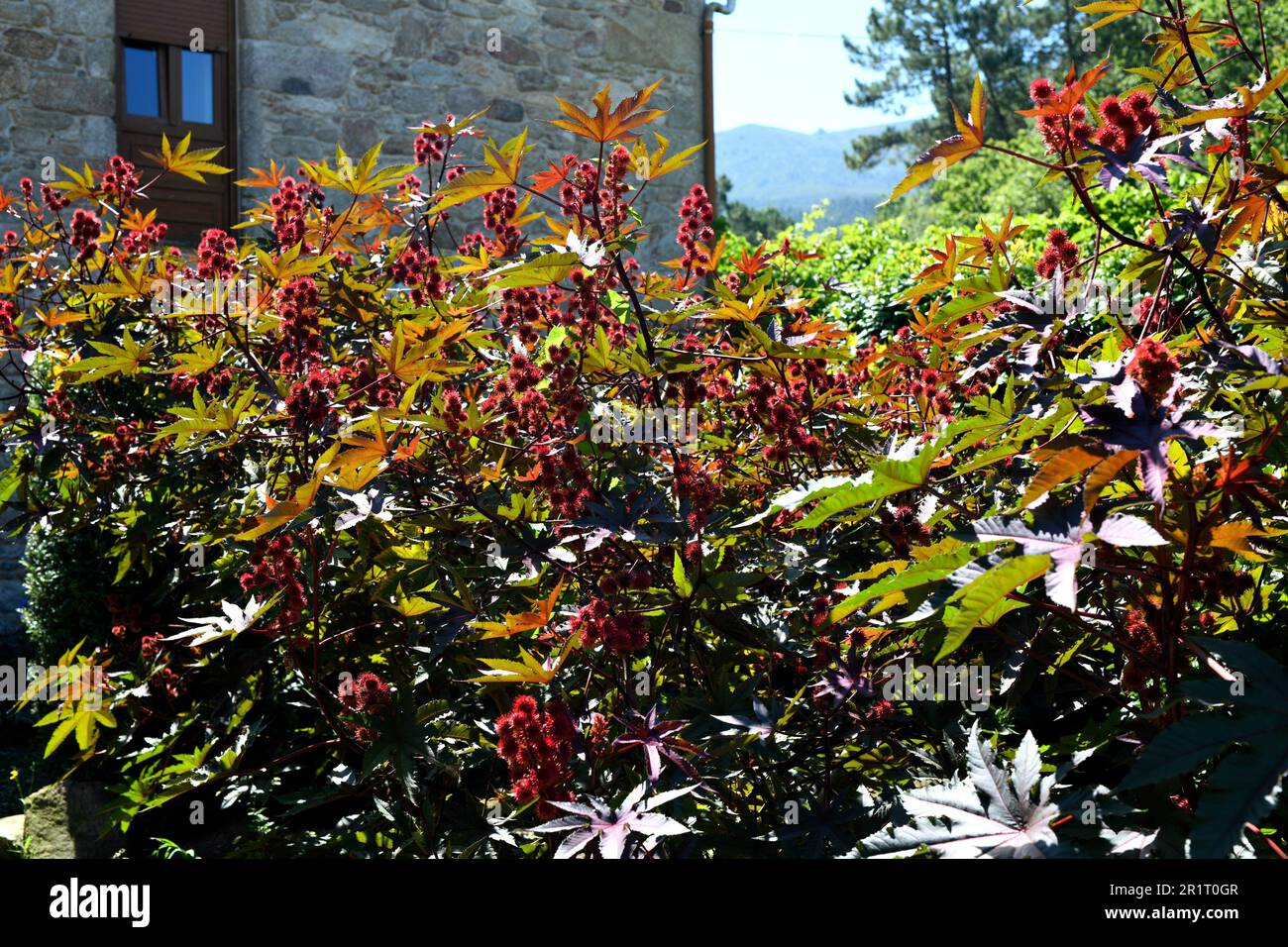 Huile de ricin Banque de photographies et d’images à haute résolution ...