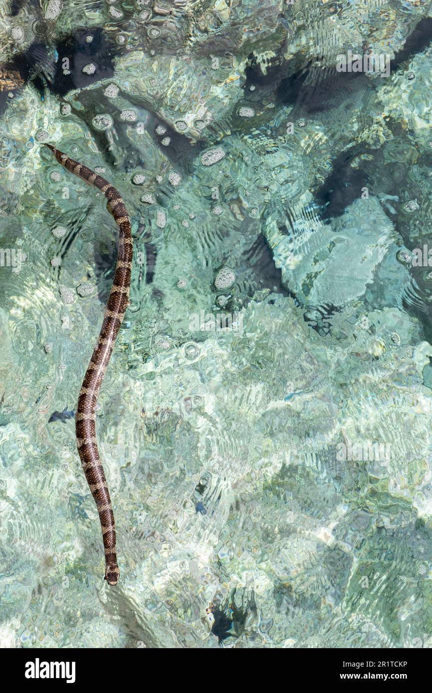 Niue AKA le Rocher ou le Rocher de Polynésie. Serpent de mer à queue plate ou katuali endémique ...