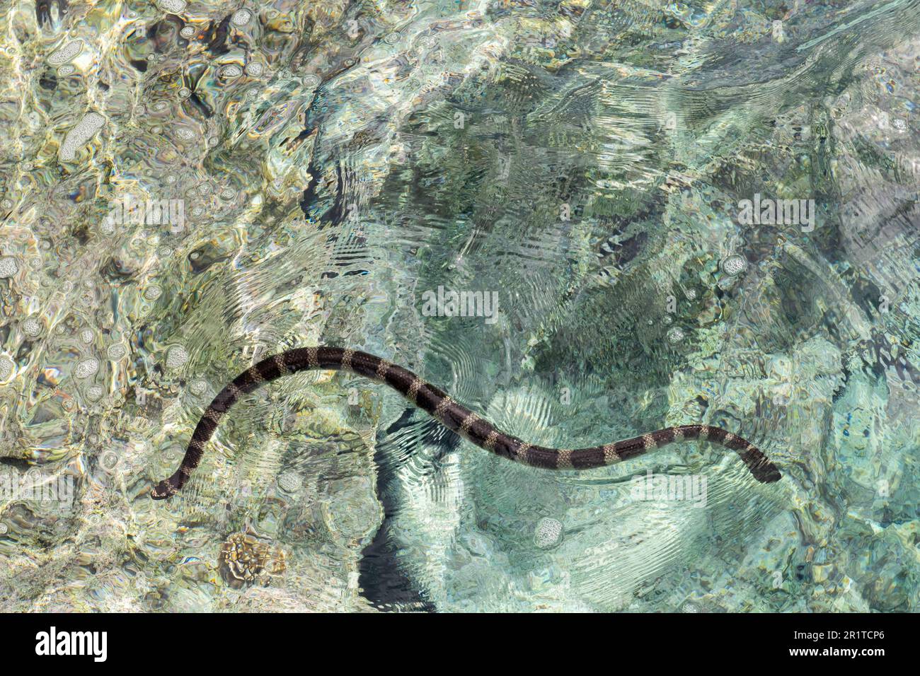 Niue AKA le Rocher ou le Rocher de Polynésie. Serpent de mer à queue plate ou katuali endémique ...