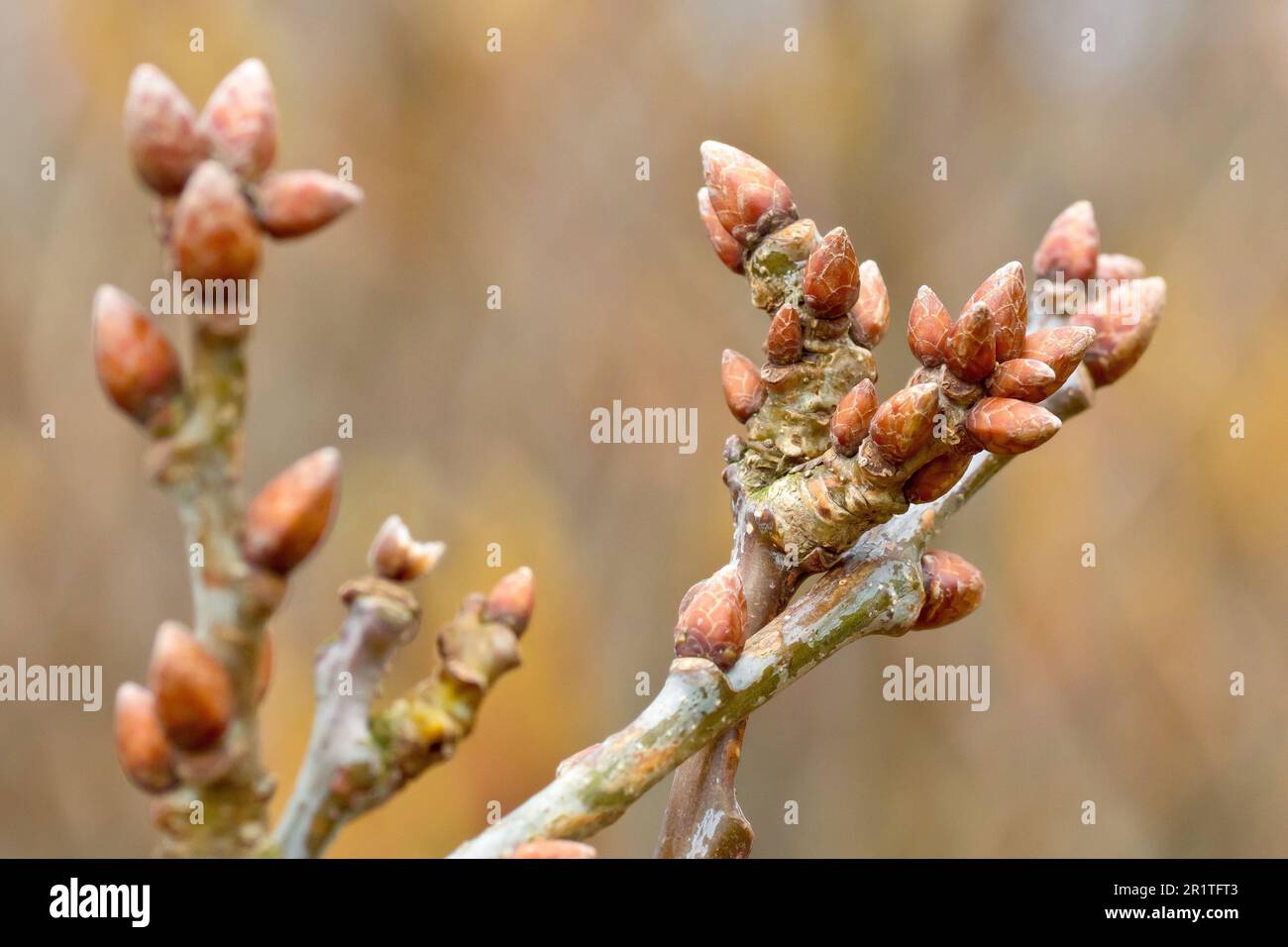 Chêne, peut-être chêne anglais (quercus robur), le chêne sessile le ...
