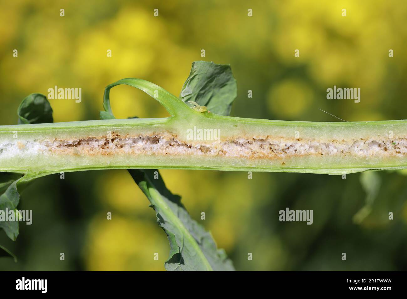 Le charançon de la tige du chou (Ceutorhynchus pallidactylus ...