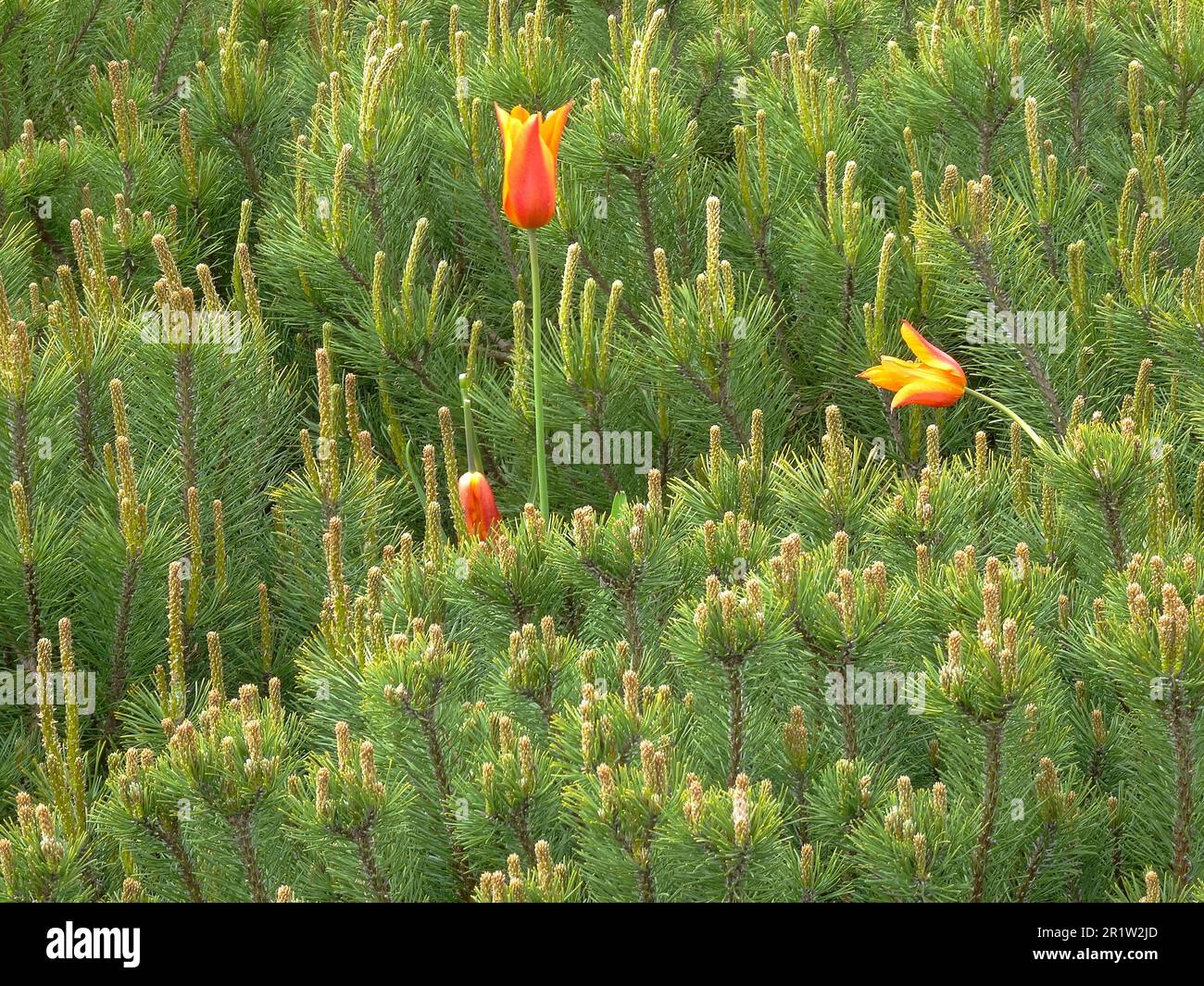 Pinus mugo (Groupe Pumilio) 'Emerald Dwarf', et un seul Tulipa ...