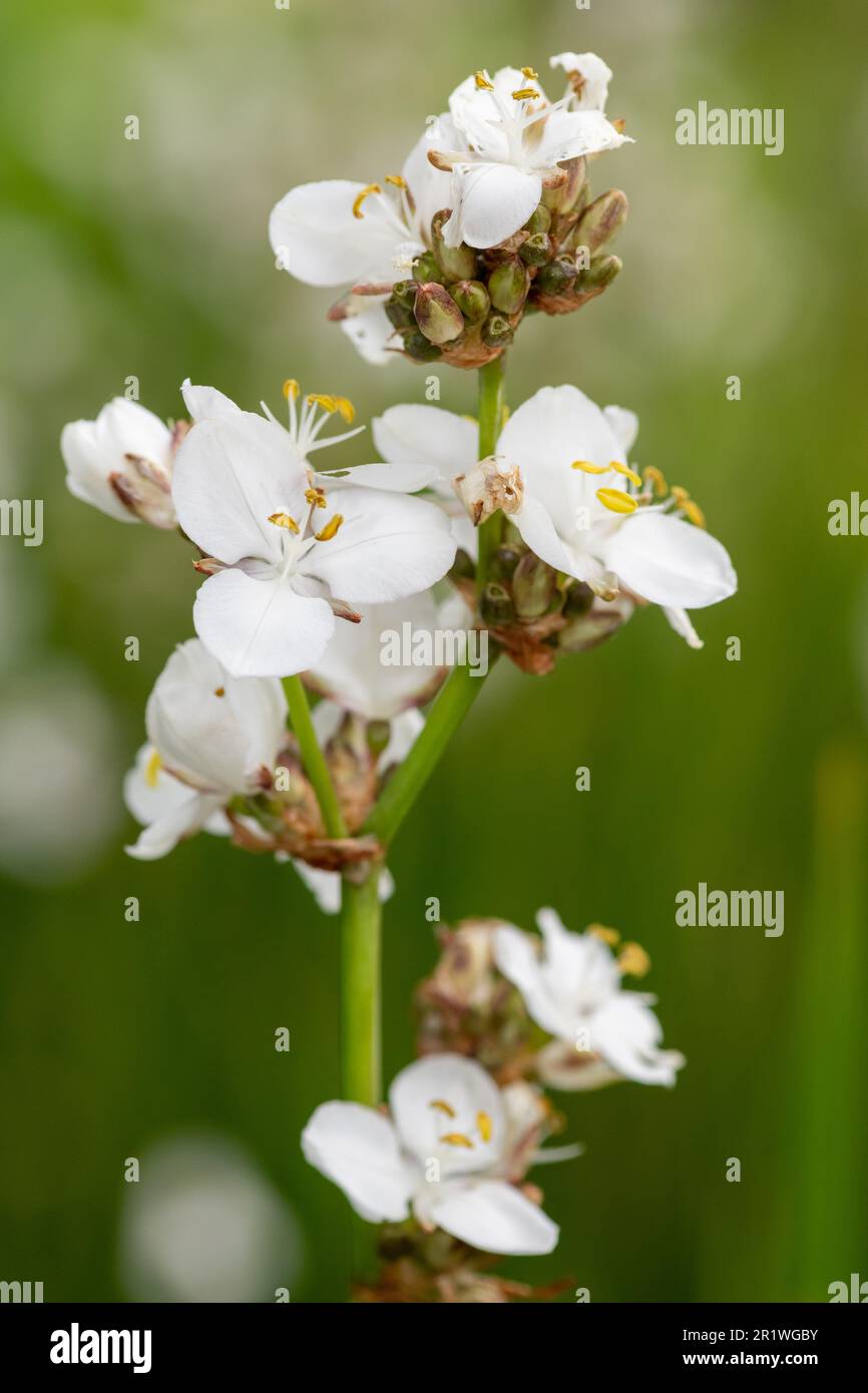 Marie anne libert Banque de photographies et d’images à haute ...