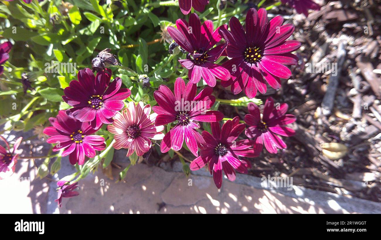 Les types de fleurs Banque de photographies et d’images à haute ...