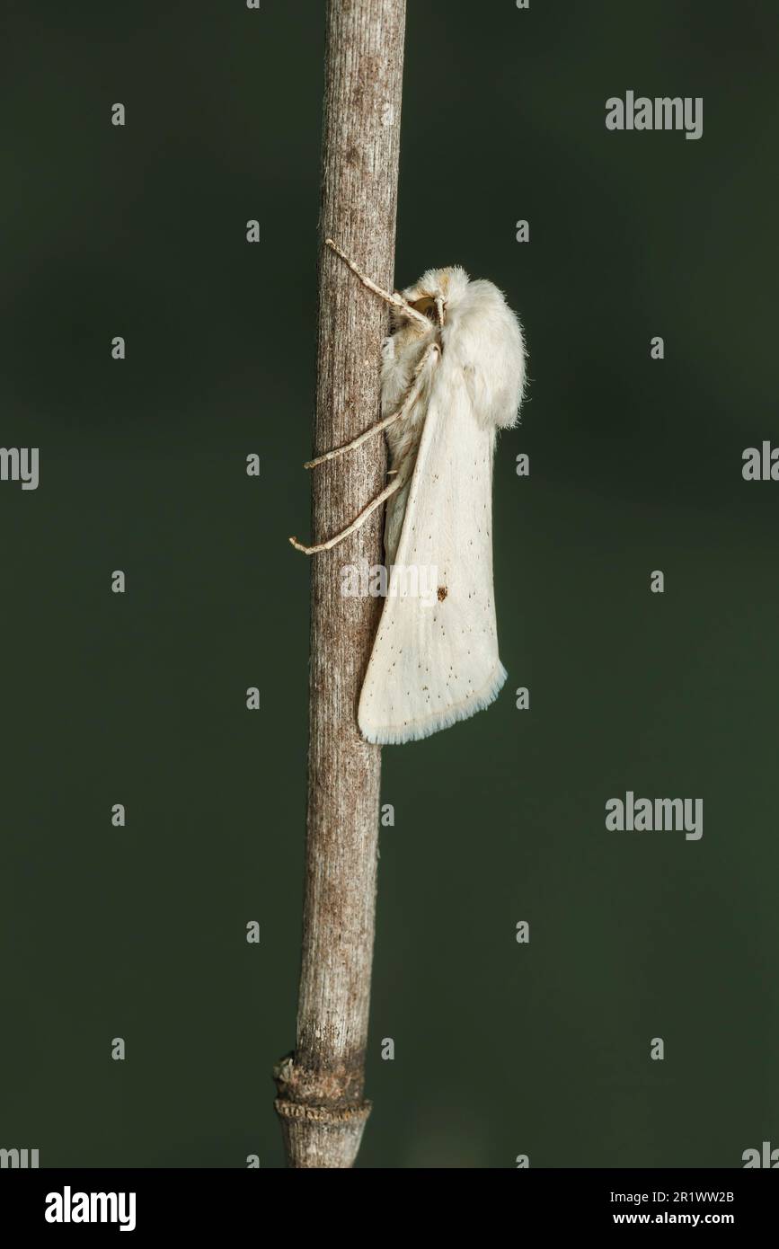 Moth noctuidae macro insect Banque de photographies et d’images à haute ...