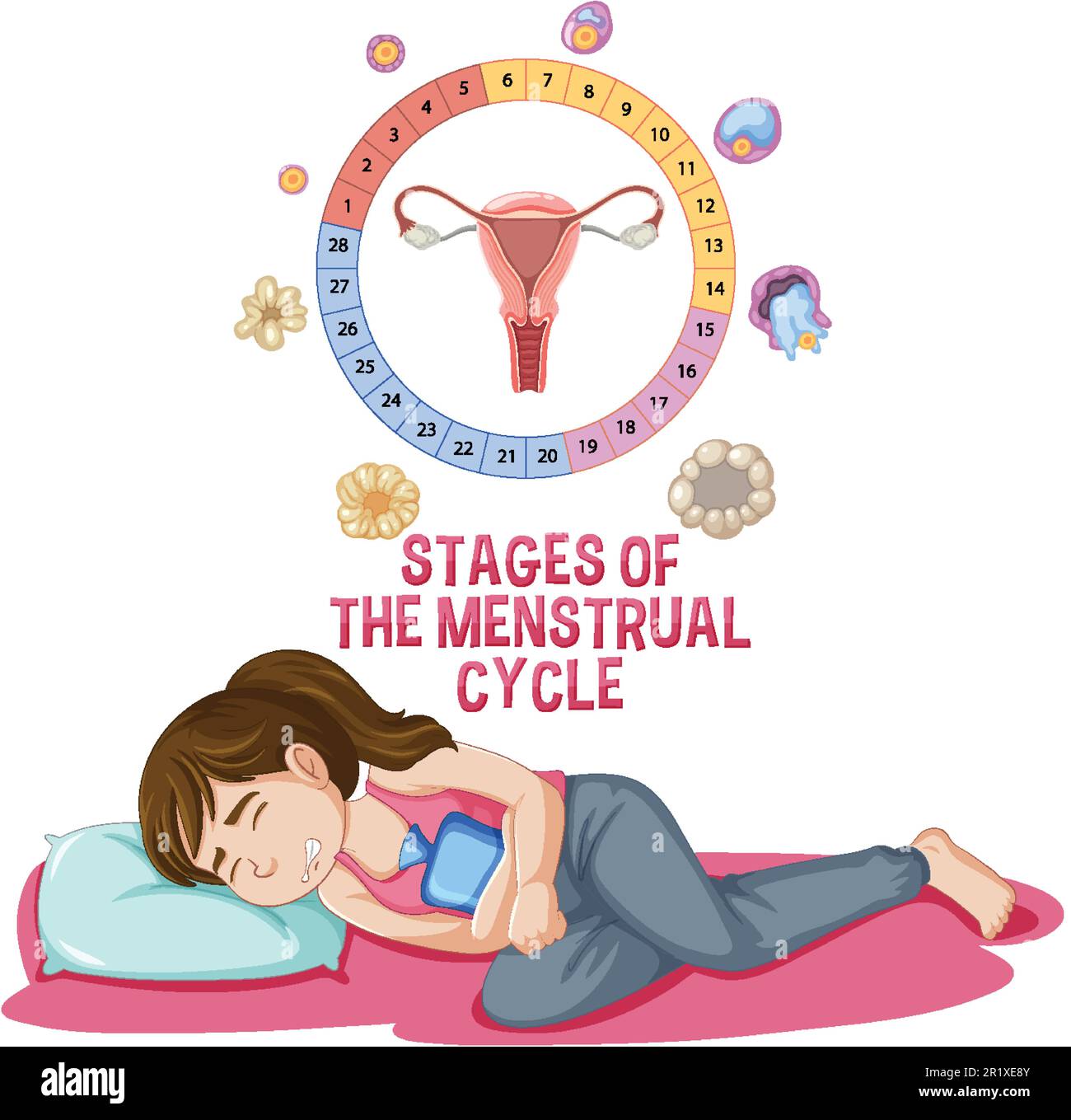 Menstrual cycle drawing Banque d'images détourées - Alamy
