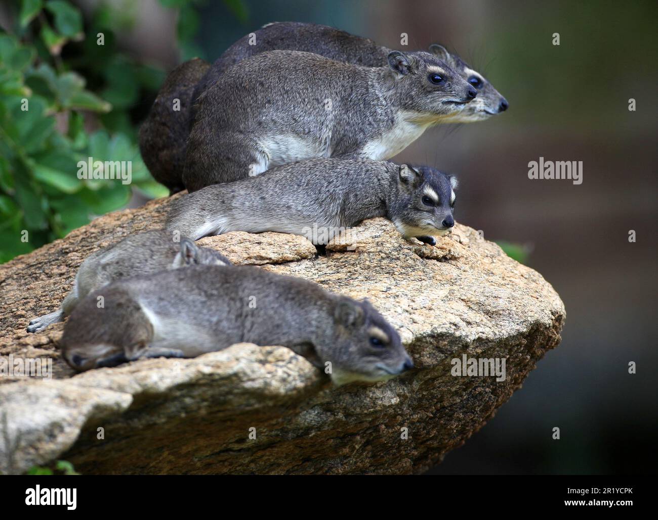 Rock hyraxes, Procavia capensis, sur des rochers. Les grandes colonies ...