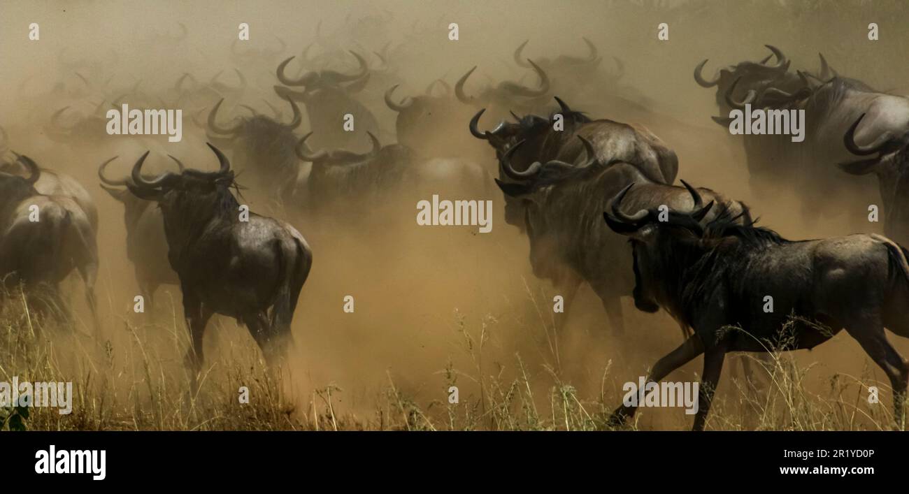 La migration annuelle du Serengeti, une recherche de nourriture et d ...