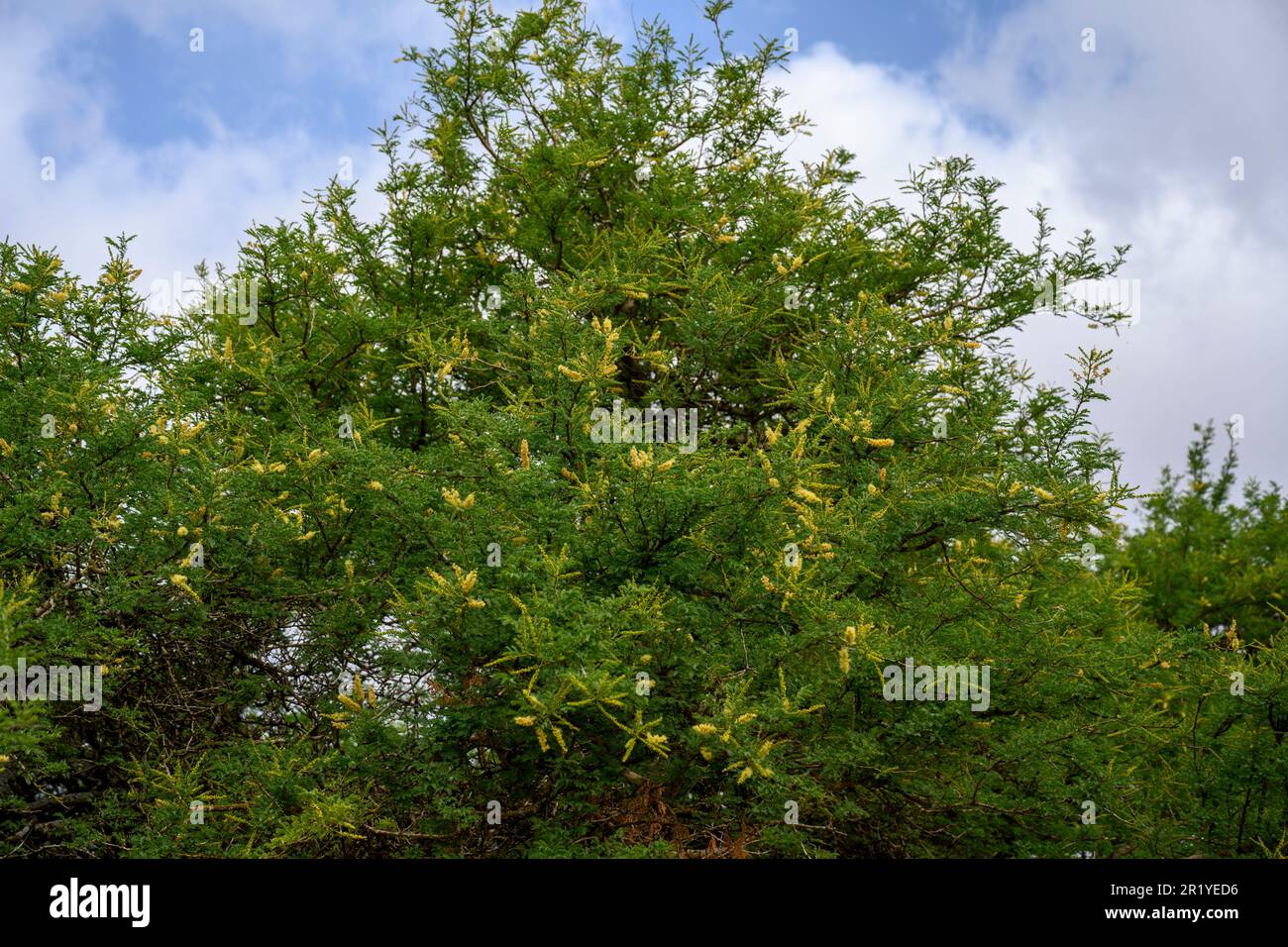Faidherbia albida anciennement Acacia albida. Faidherbia est un genre ...